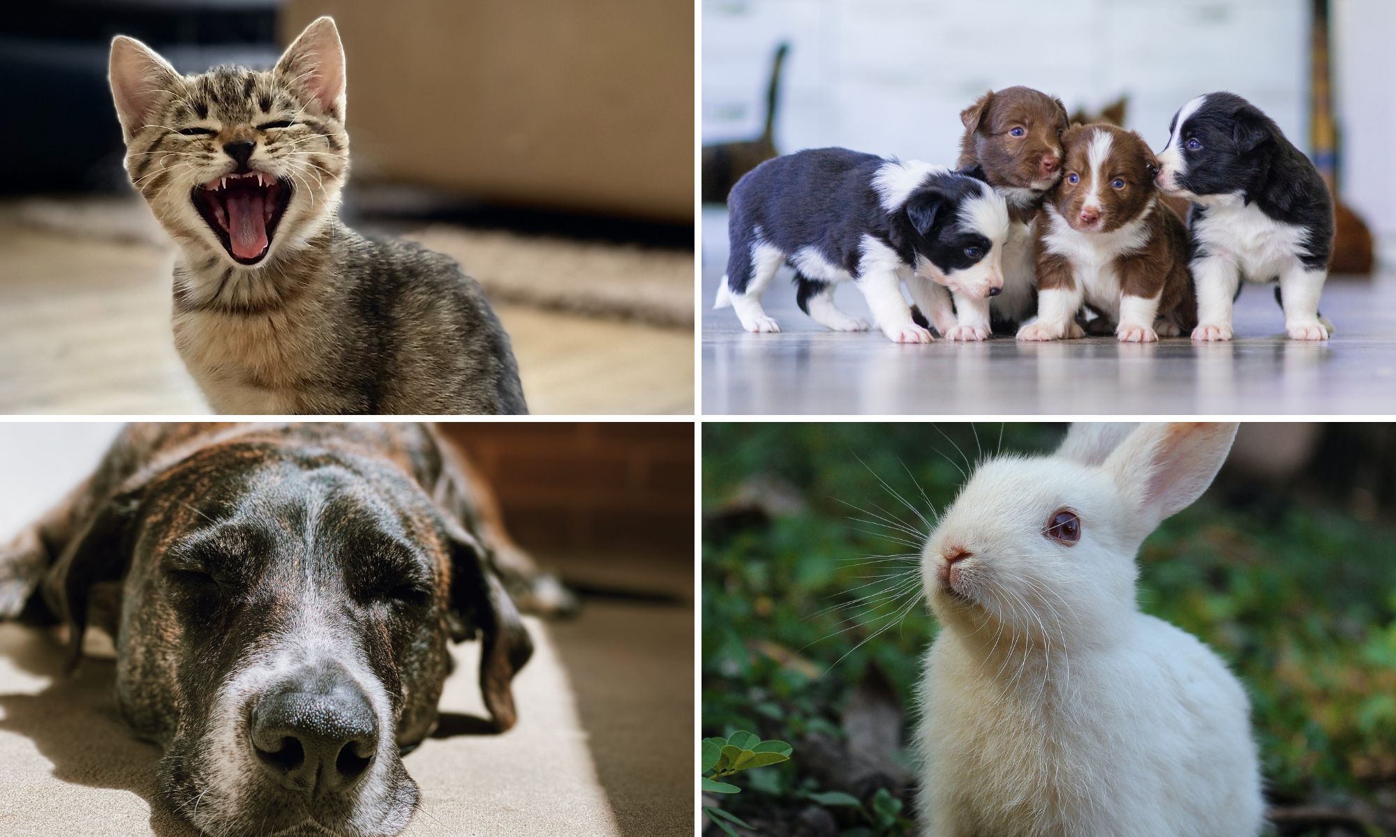 Donate Now | NY Pet Foundation